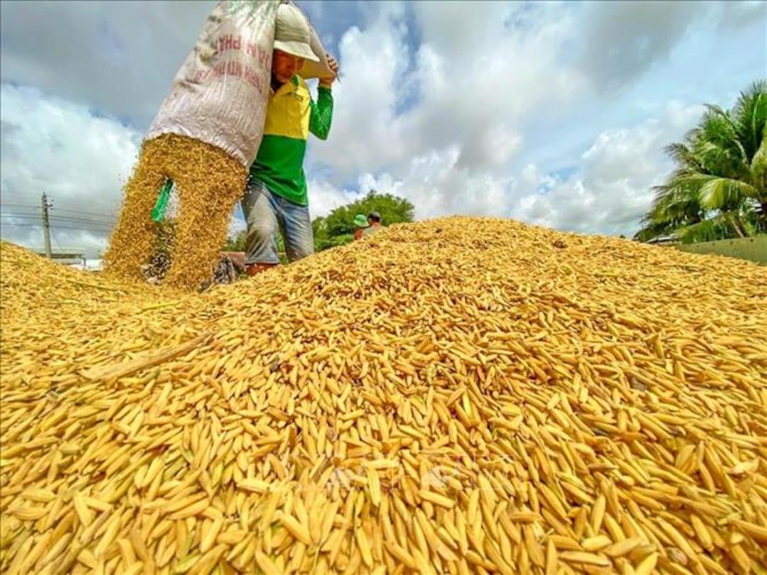 Xây dựng bộ dữ liệu cho sản xuất lúa ở Đồng bằng sông Cửu Long - Tạp ...